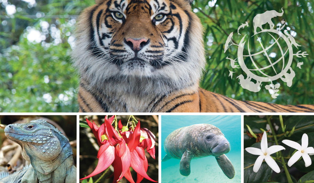 Saving the Ecosystem, One Species at a Time – CLASSROOM COMPLETE PRESS