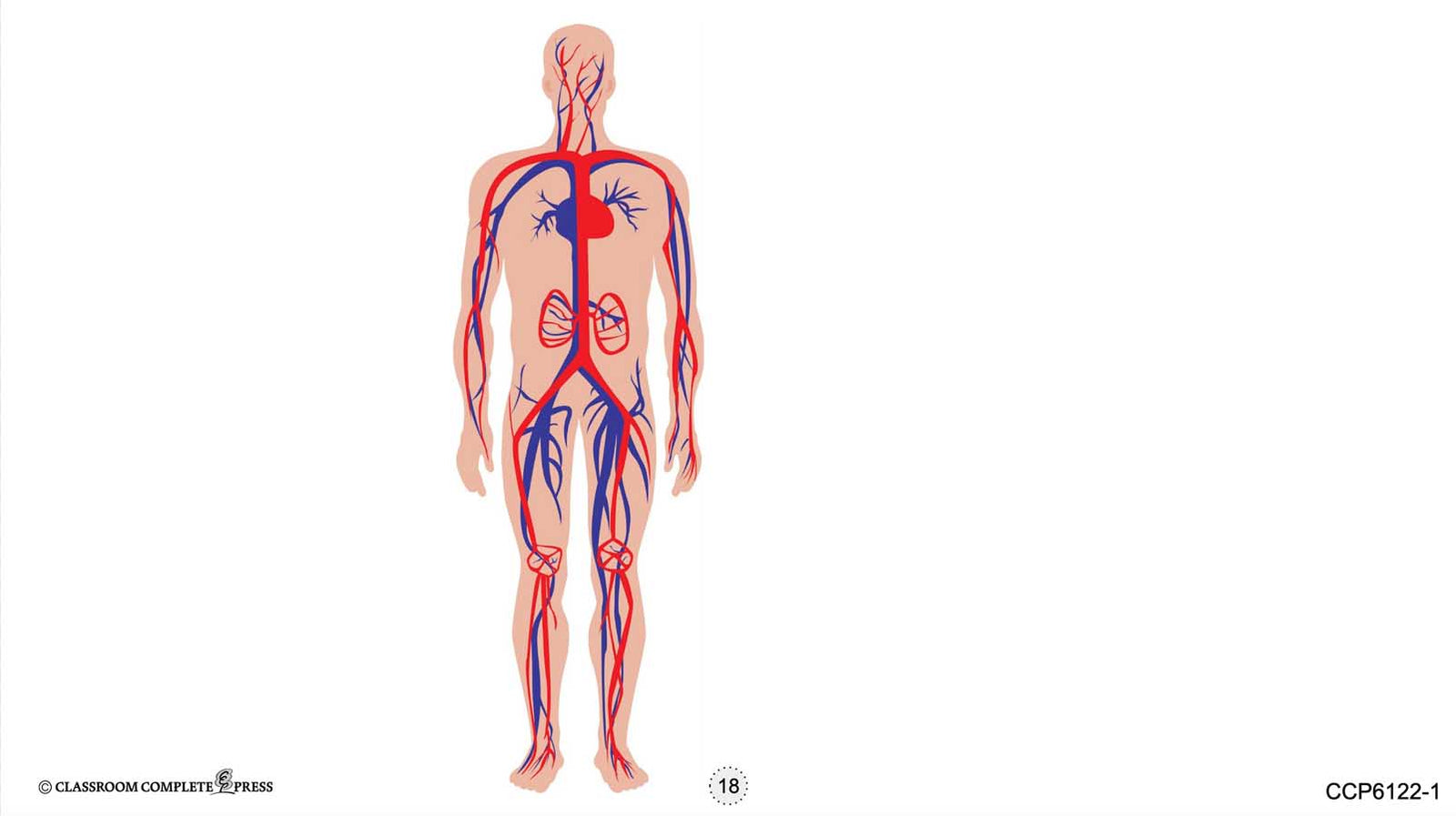 Circulatory, Digestive & Reproductive Systems: The Circulatory System ...